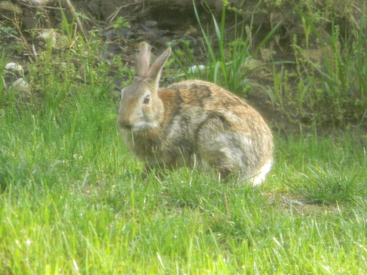 June – Rabbits, rabbits everywhere | No Rhyme or Reason Farm